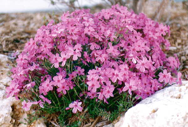 Creeping Phlox